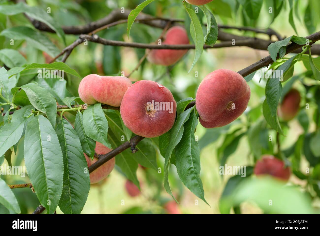 Teller-Pfirsich Prunus persica Ufo 3, Dish Peach Prunus persica UFO 3 ...