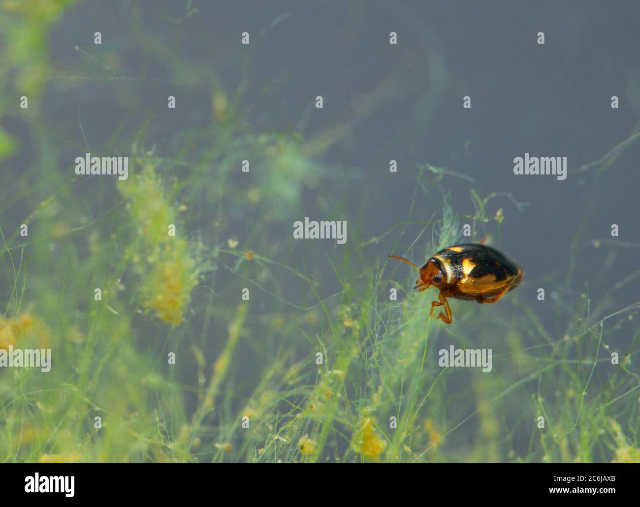 Diving beetle bubble hi-res stock photography and images - Alamy