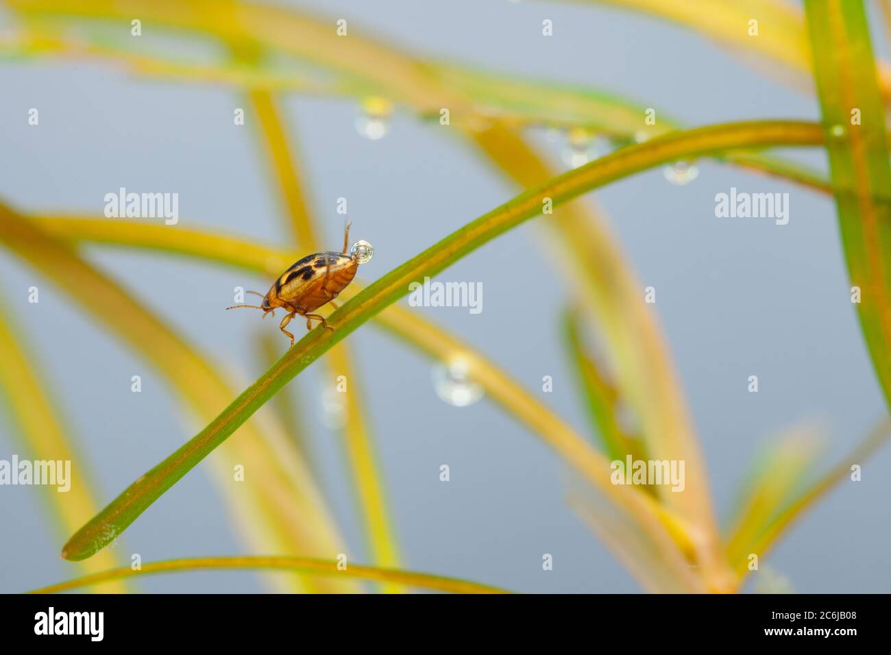 Diving beetle bubble hi-res stock photography and images - Alamy