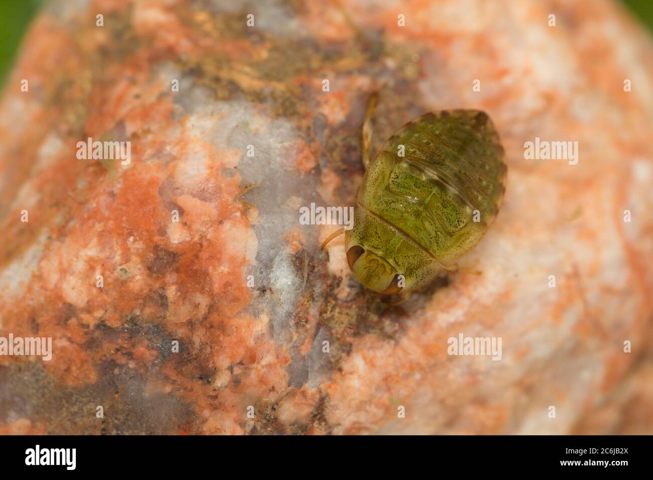 Saucer bug (Ilyocoris cimicoides Stock Photo - Alamy
