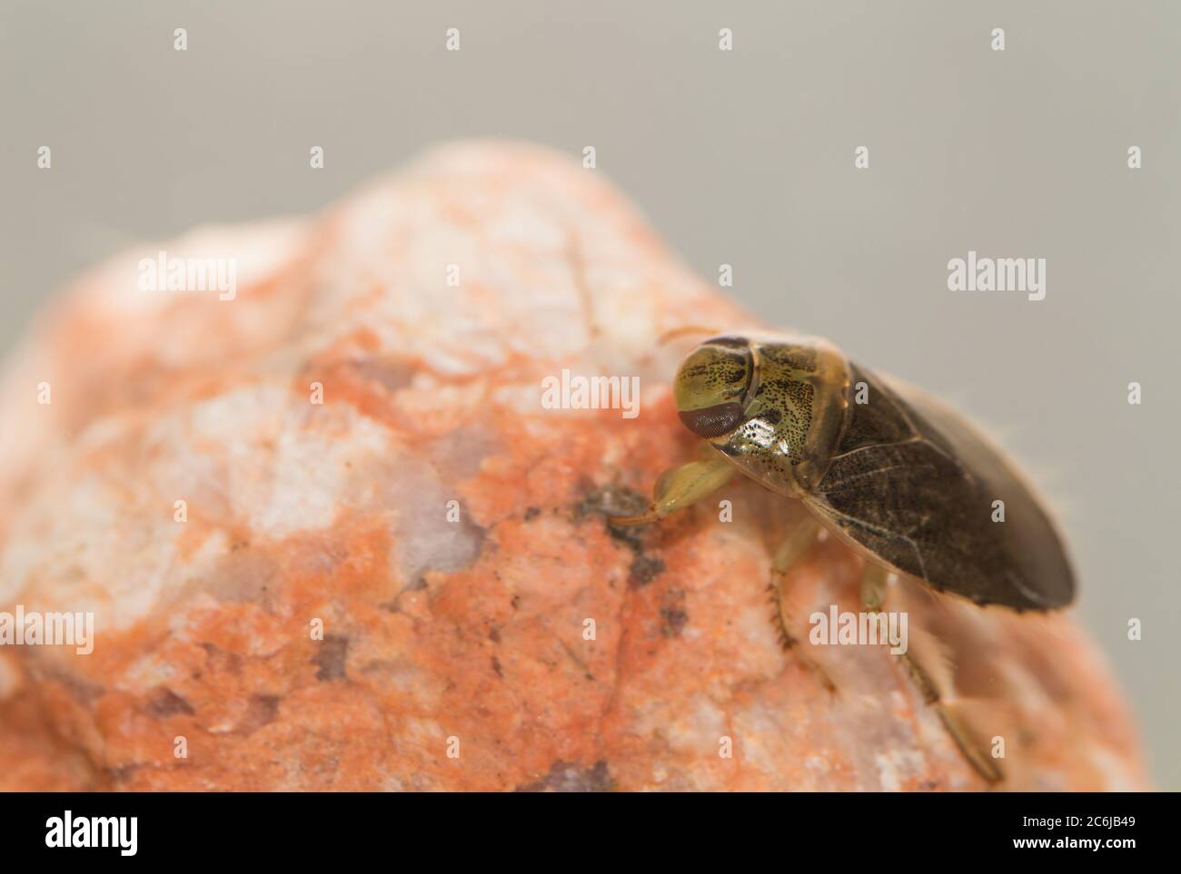 Saucer bug (Ilyocoris cimicoides Stock Photo - Alamy