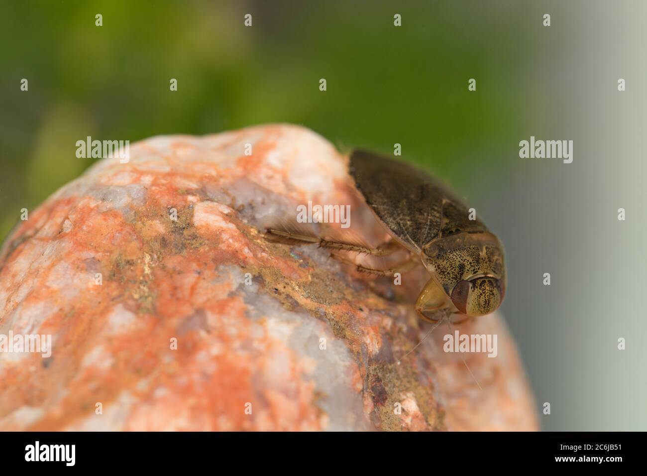 Naucoridae Aphelocheiridae And