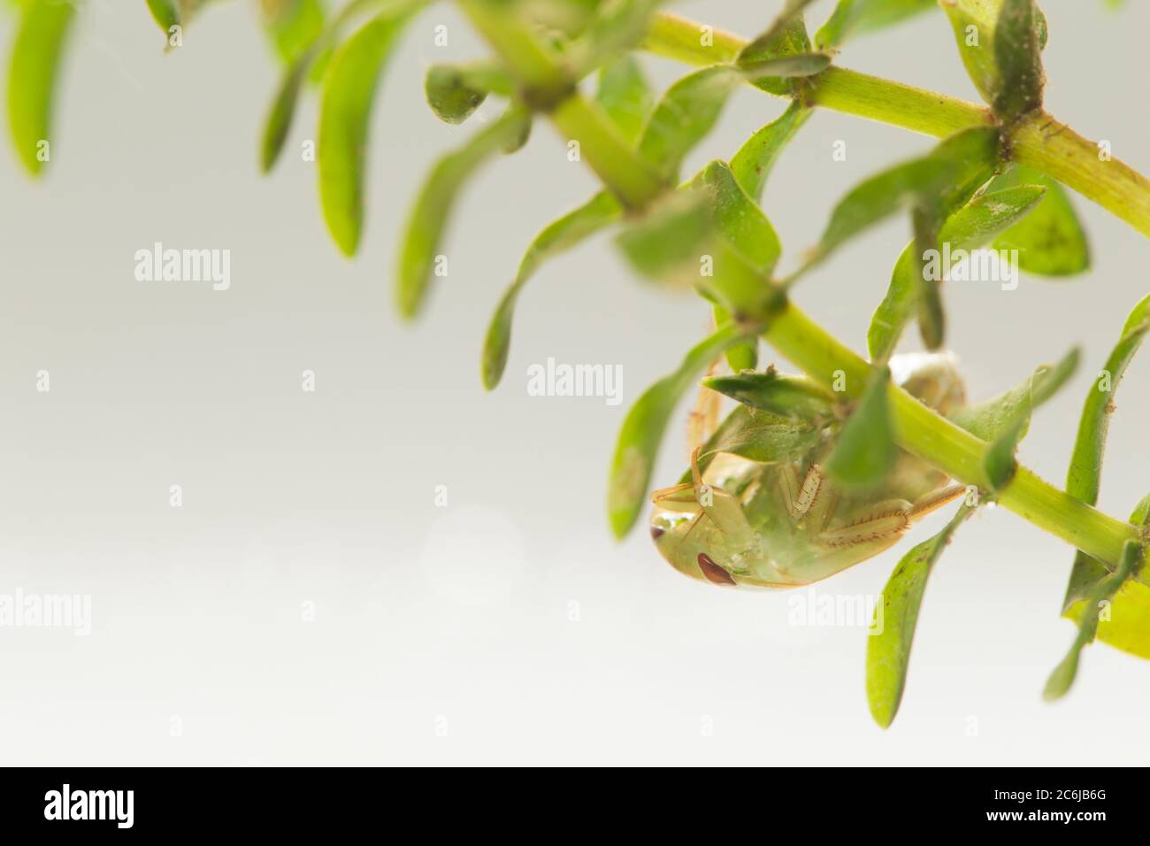 Saucer bug (Ilyocoris cimicoides Stock Photo - Alamy