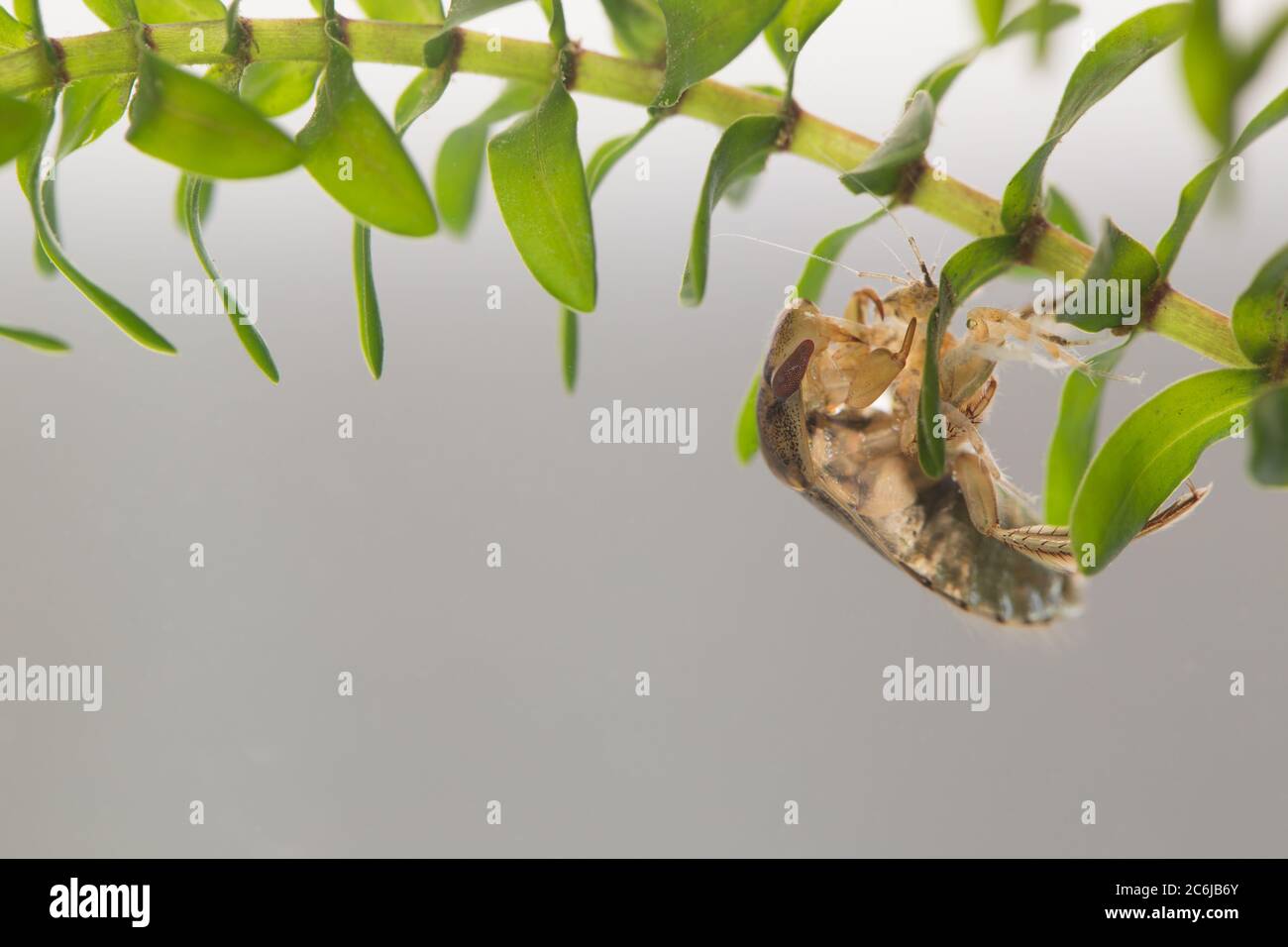 Saucer bug ilyocoris cimicoides hi-res stock photography and images - Alamy