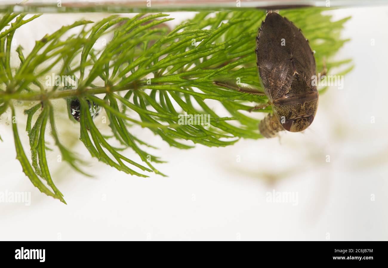 Saucer bug (Ilyocoris cimicoides Stock Photo - Alamy