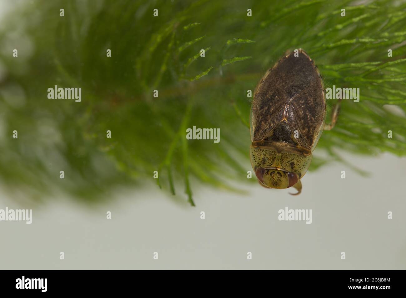 Saucer bug (Ilyocoris cimicoides Stock Photo - Alamy