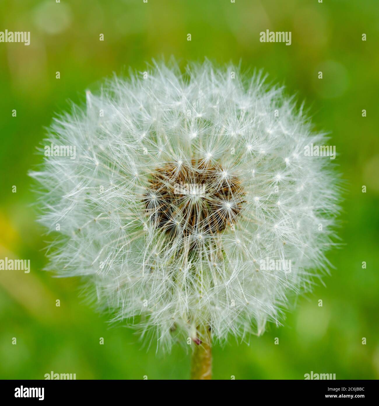 Beautiful fluffy dandelion with seeds against the green grass Stock ...
