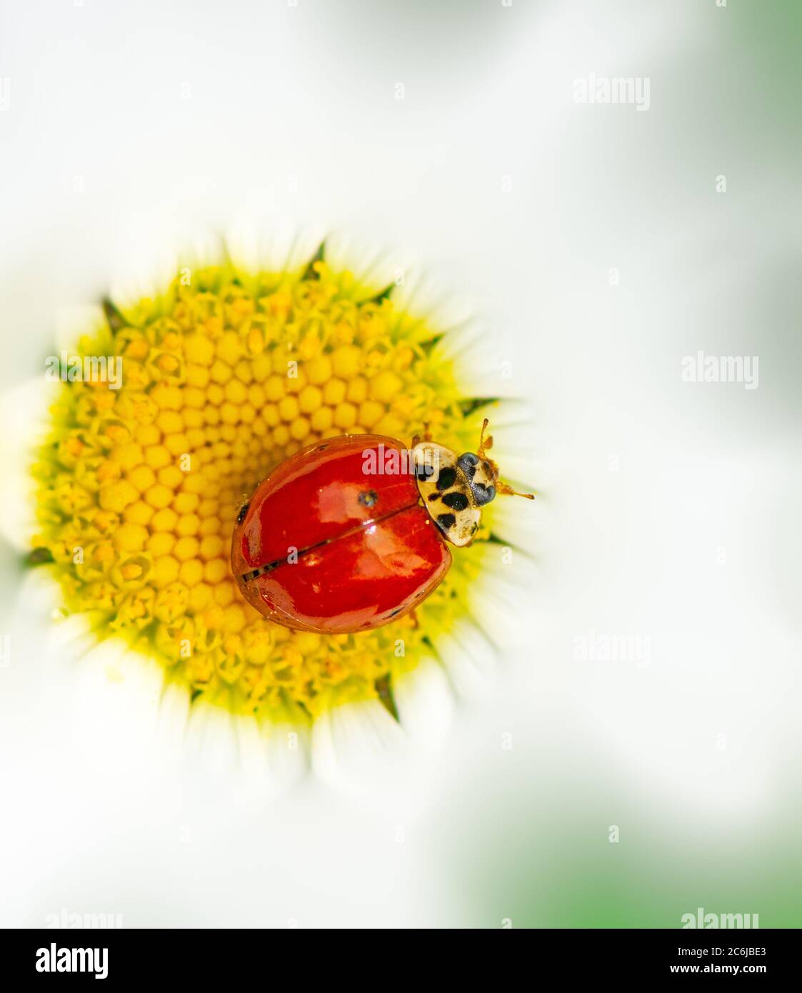 Ladybug on daisy hi-res stock photography and images - Alamy
