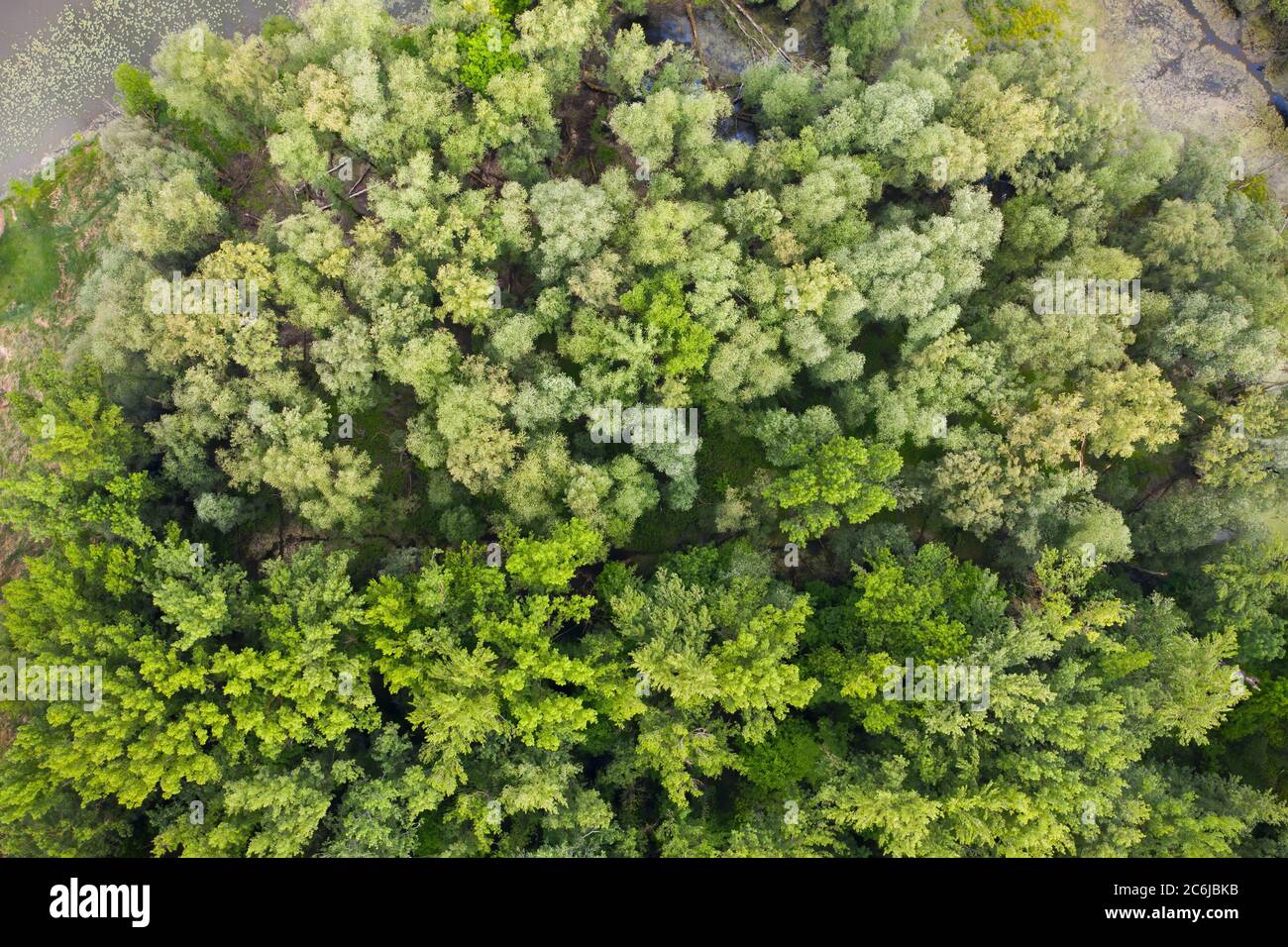 Floodplain forest vegetation hi-res stock photography and images - Alamy
