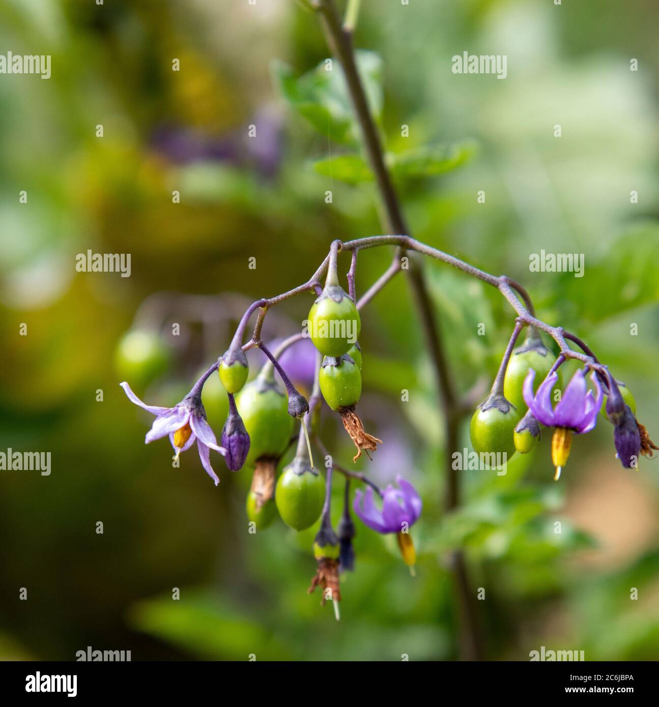 Deadly Nightshade (Atropa Belladonna) flowers and berries Stock Photo ...