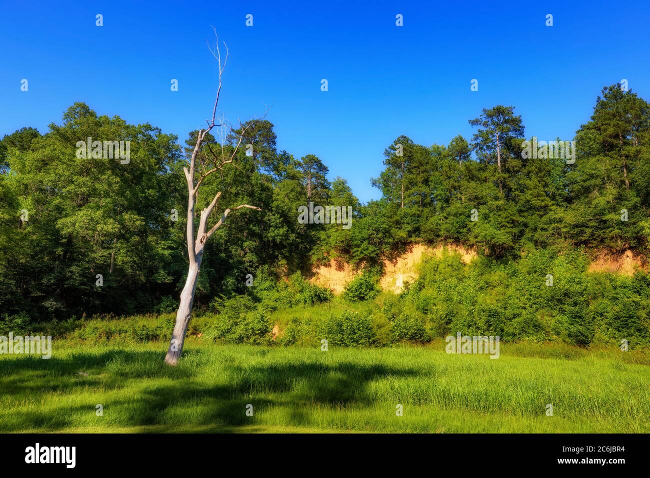 Old snag hi-res stock photography and images - Alamy