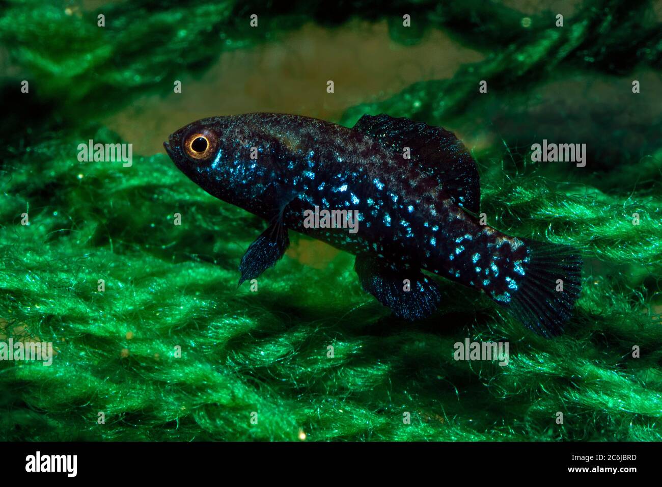 Everglades pygmy sunfish (Elassoma evergladei Stock Photo - Alamy