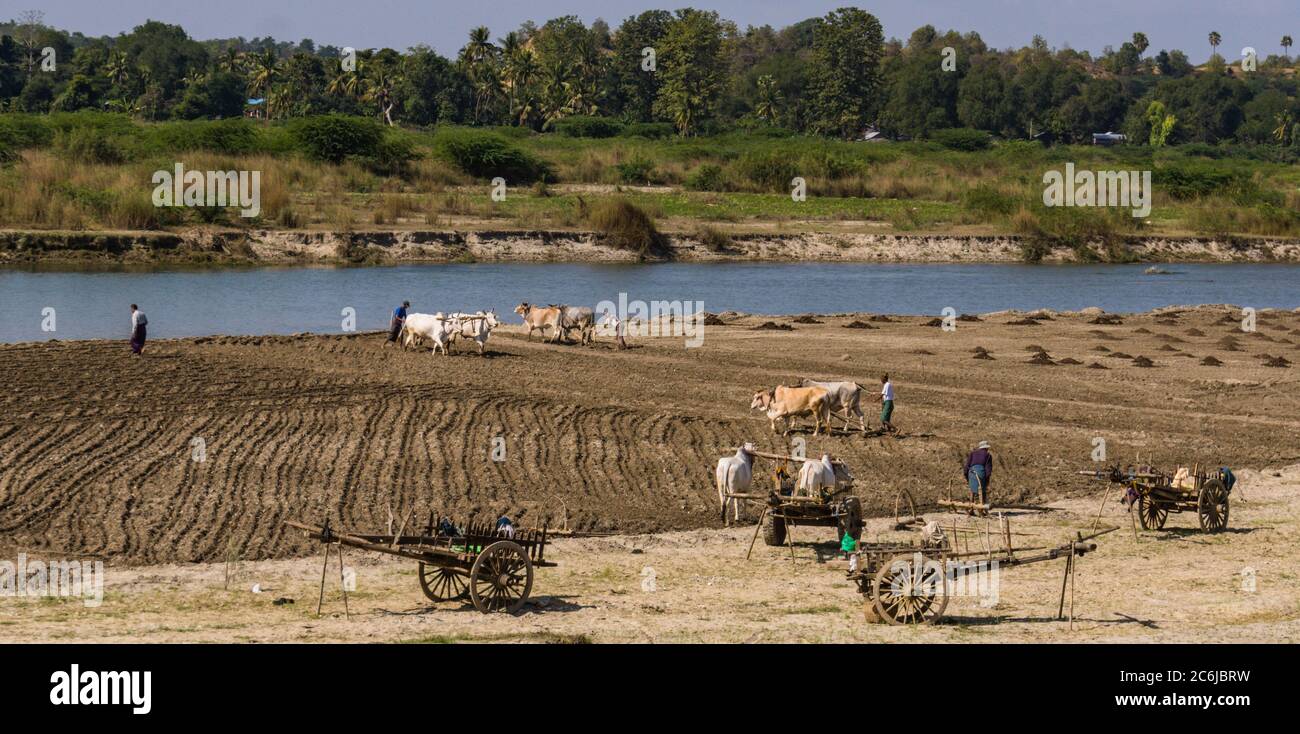 farmers and cattle plowing piles of compost into the sandy soil to ...