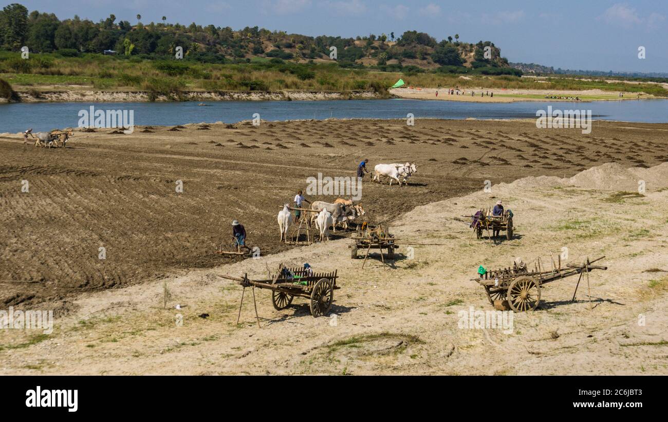 farmers and cattle plowing piles of compost into the sandy soil to ...