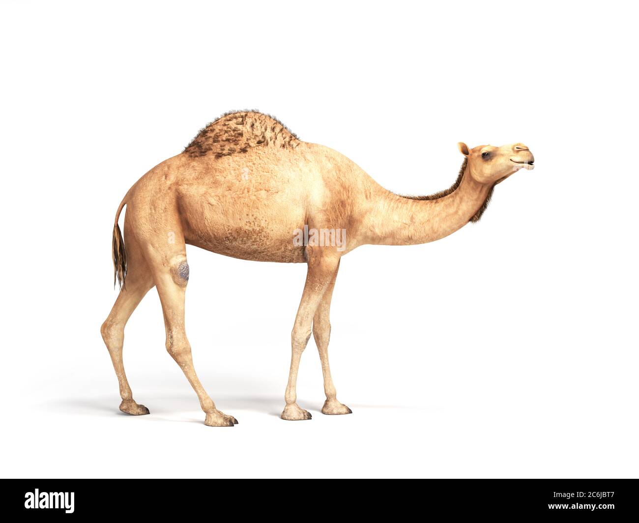 Wildlife chroma key hi-res stock photography and images - Alamy