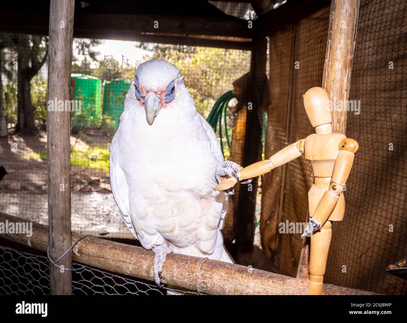 Toy cockatoo hi-res stock photography and images - Alamy