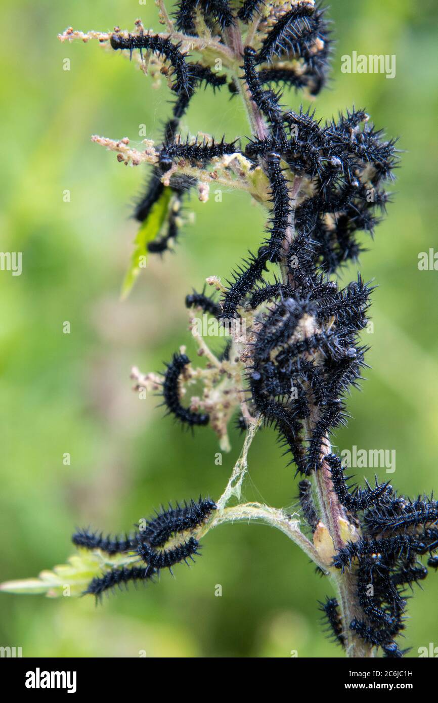 Caterpillars on stinging nettles hi-res stock photography and images ...