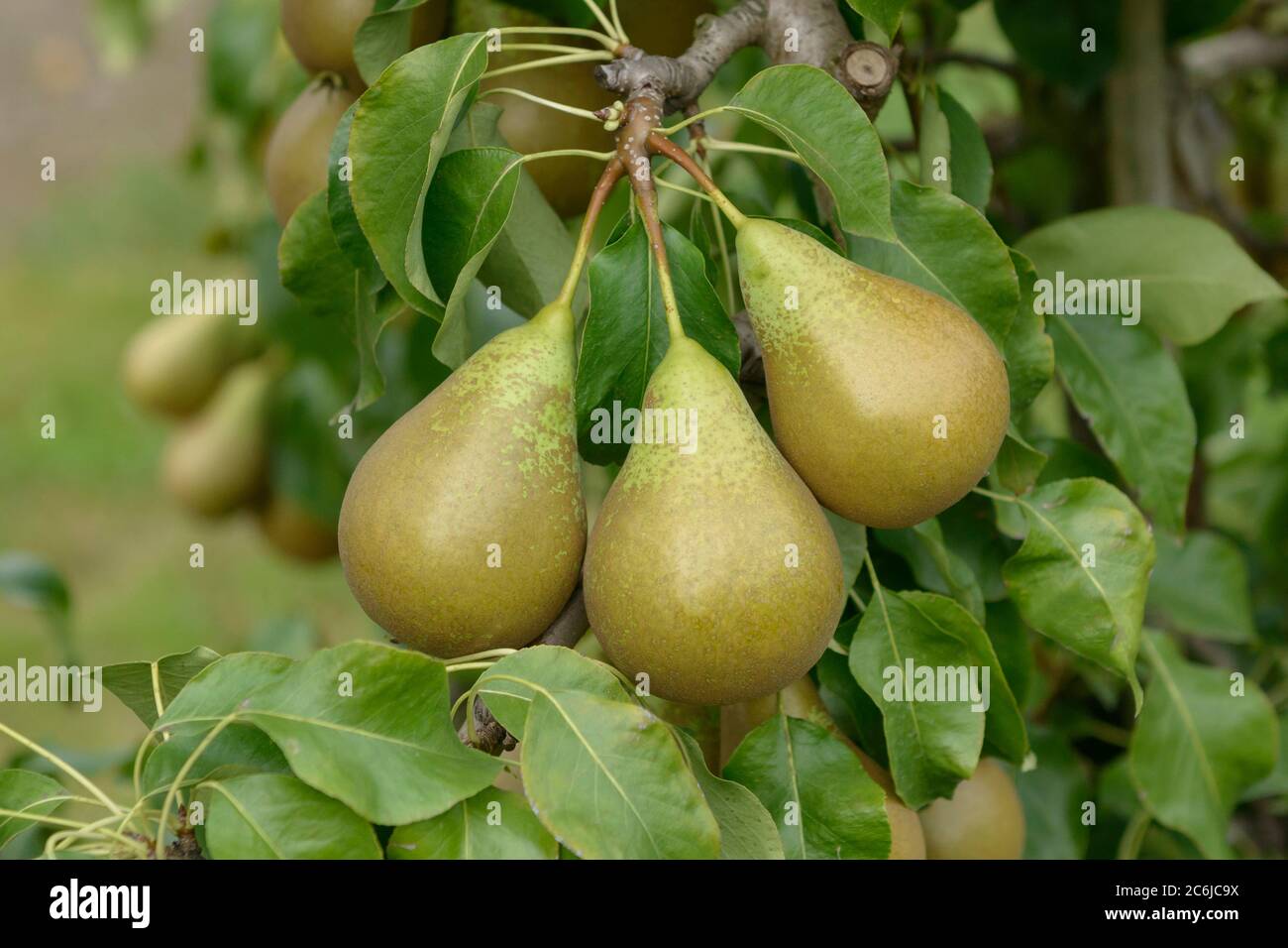 Birne Pyrus communis Conference - 1981, Pear Pyrus communis Conference ...