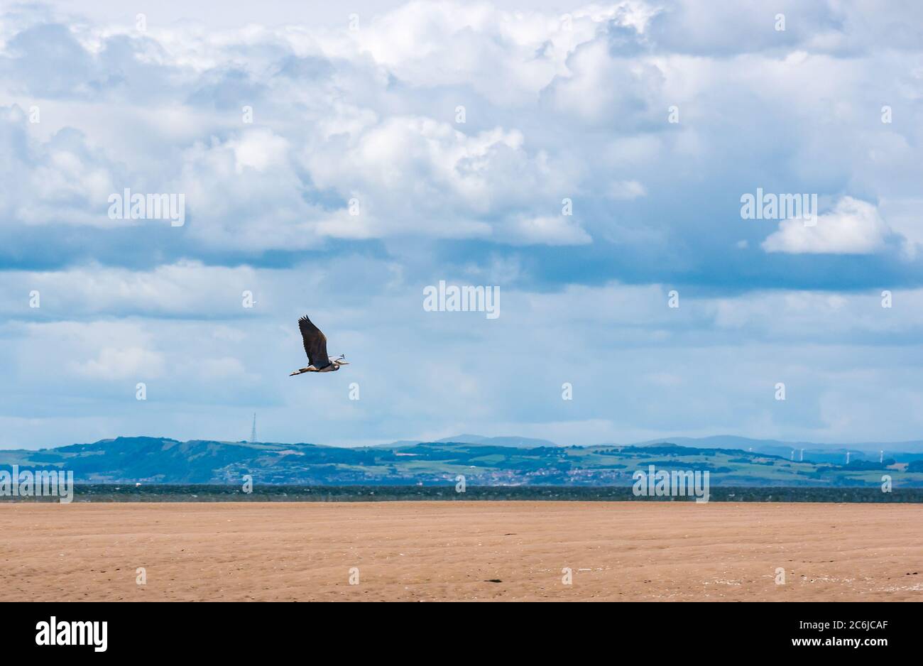 Overhead wading bird uk hi-res stock photography and images - Alamy