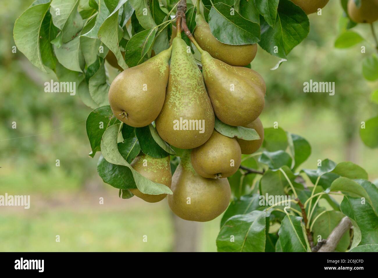 Birne Pyrus communis Conference, Pear Pyrus communis Conference Stock ...