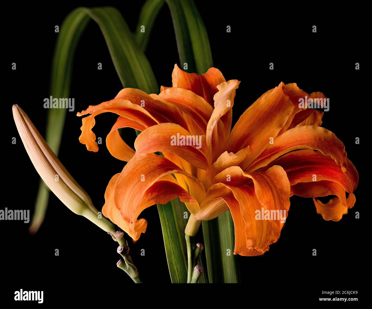 Flower of Hemerocallis fulva Stock Photo - Alamy