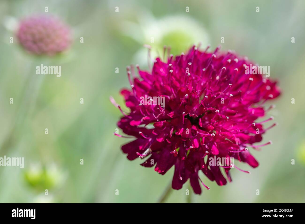 Scabious spp flower Stock Photo - Alamy