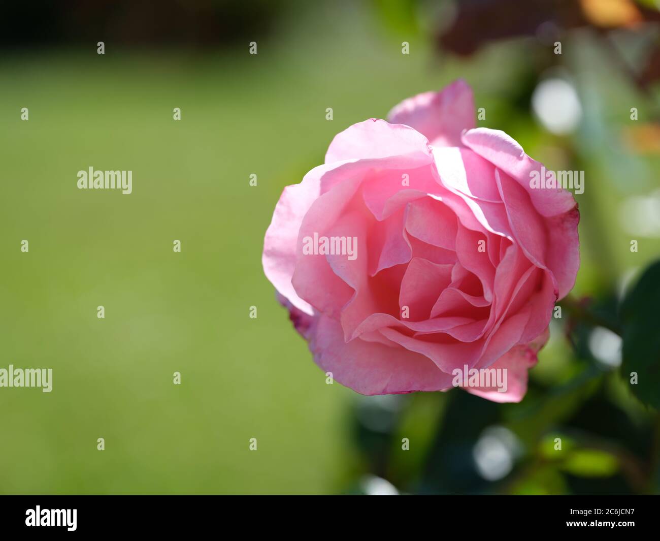 Single Pink Rose Stock Photo - Alamy