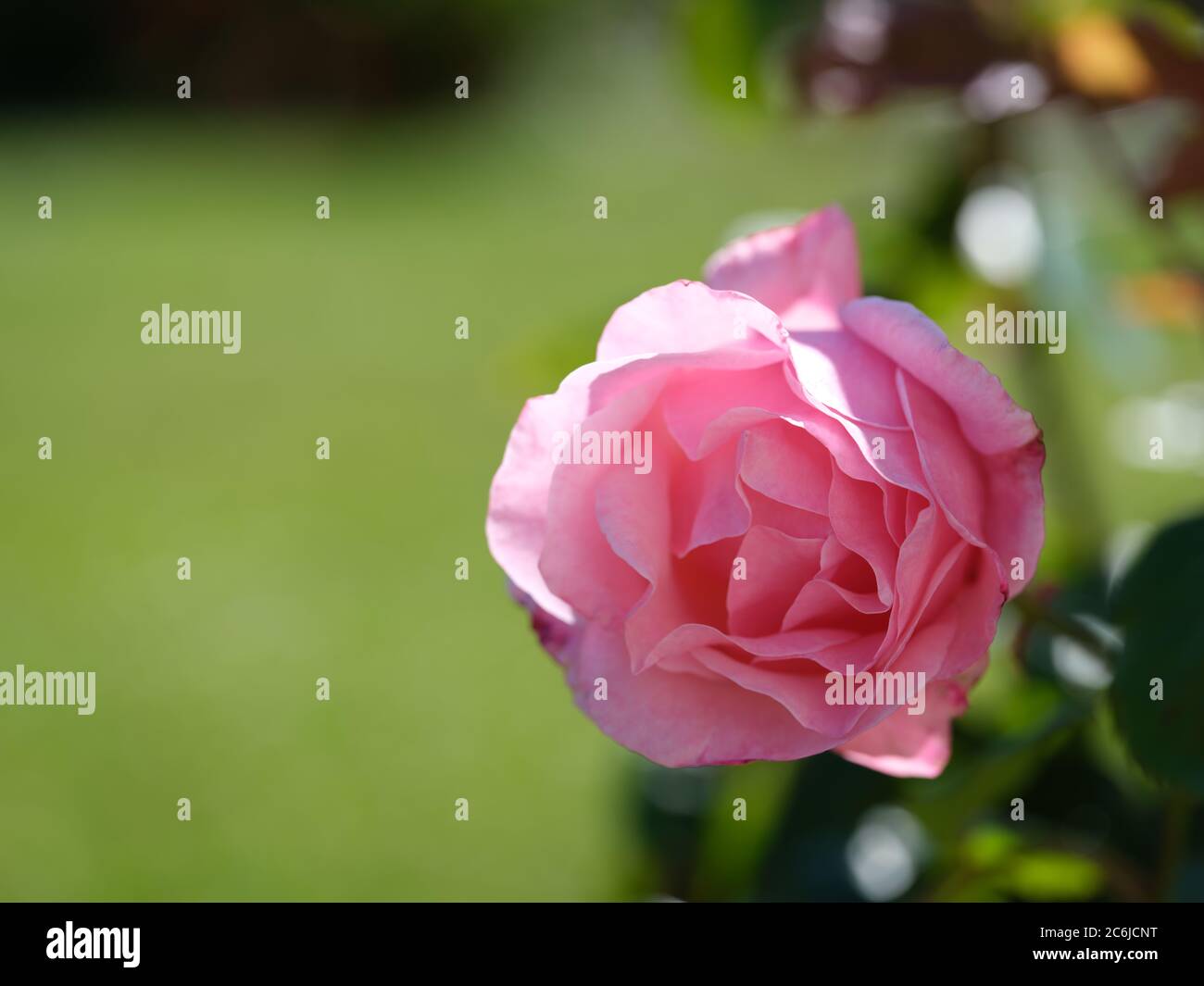 Single Pink Rose Stock Photo - Alamy