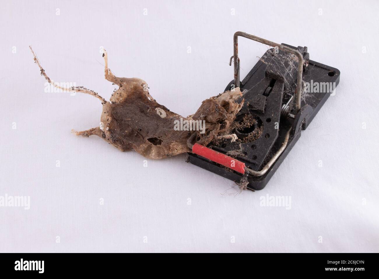 Sad mouse hi-res stock photography and images - Alamy