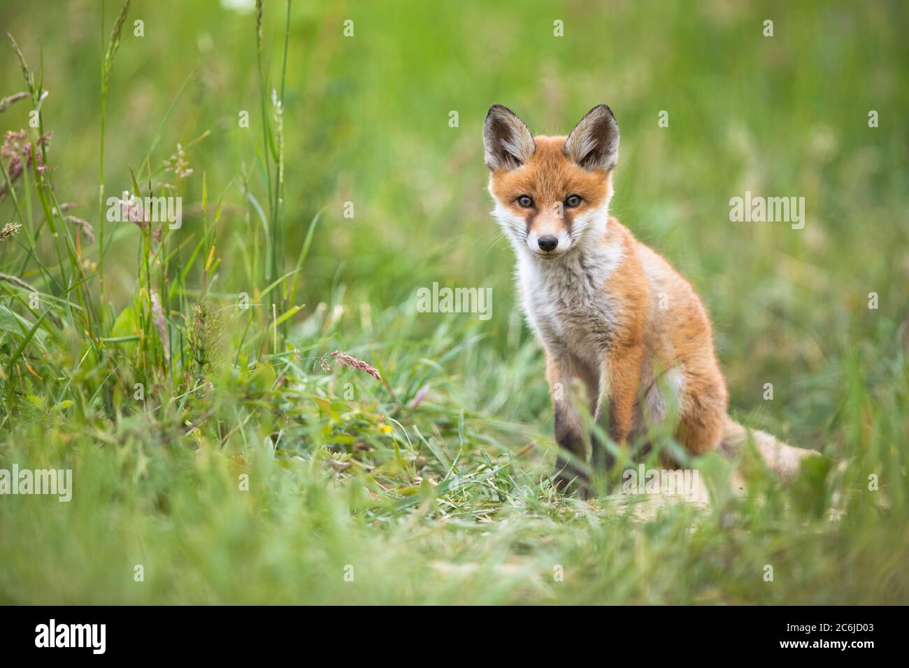 Red fox cub sitting on meadow in summer nature Stock Photo - Alamy