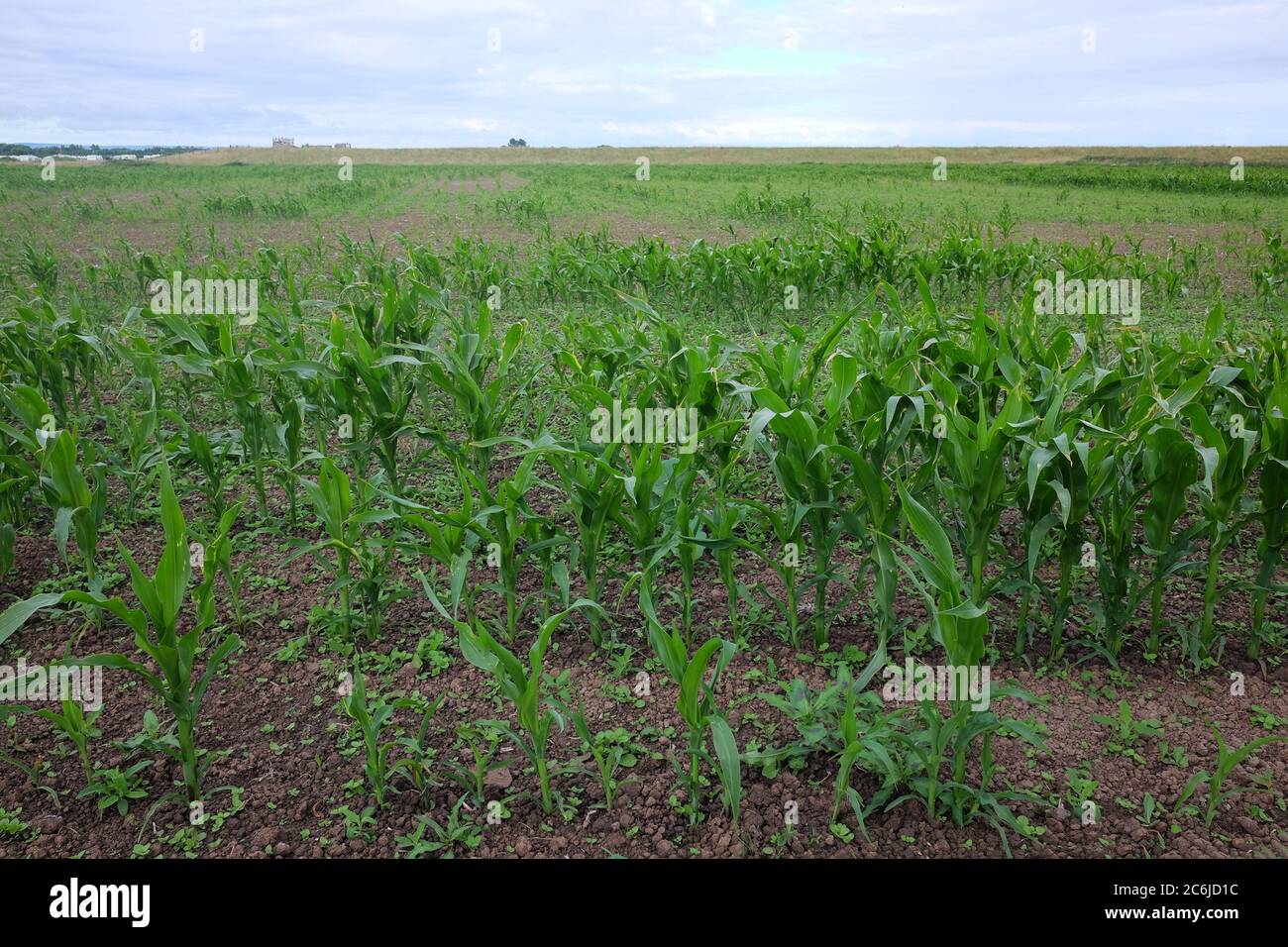 July 2020 - Poor crop of Maize Stock Photo - Alamy