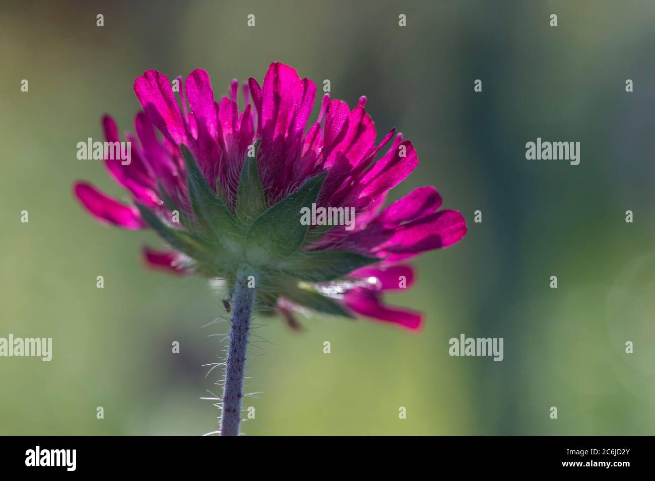 Scabious spp flower Stock Photo - Alamy