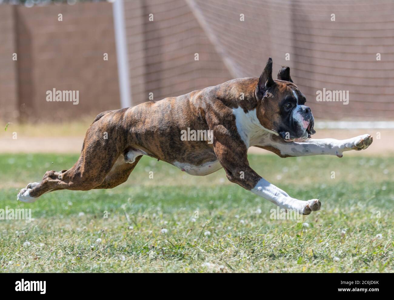 What Is Fast Cat For Dogs