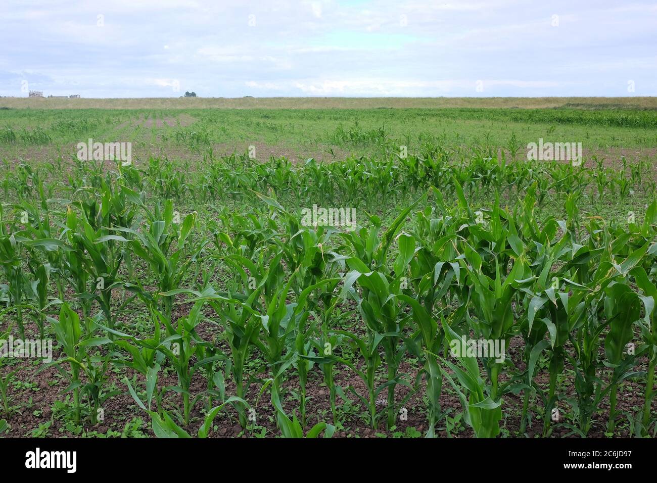 July 2020 - Poor crop of Maize Stock Photo - Alamy