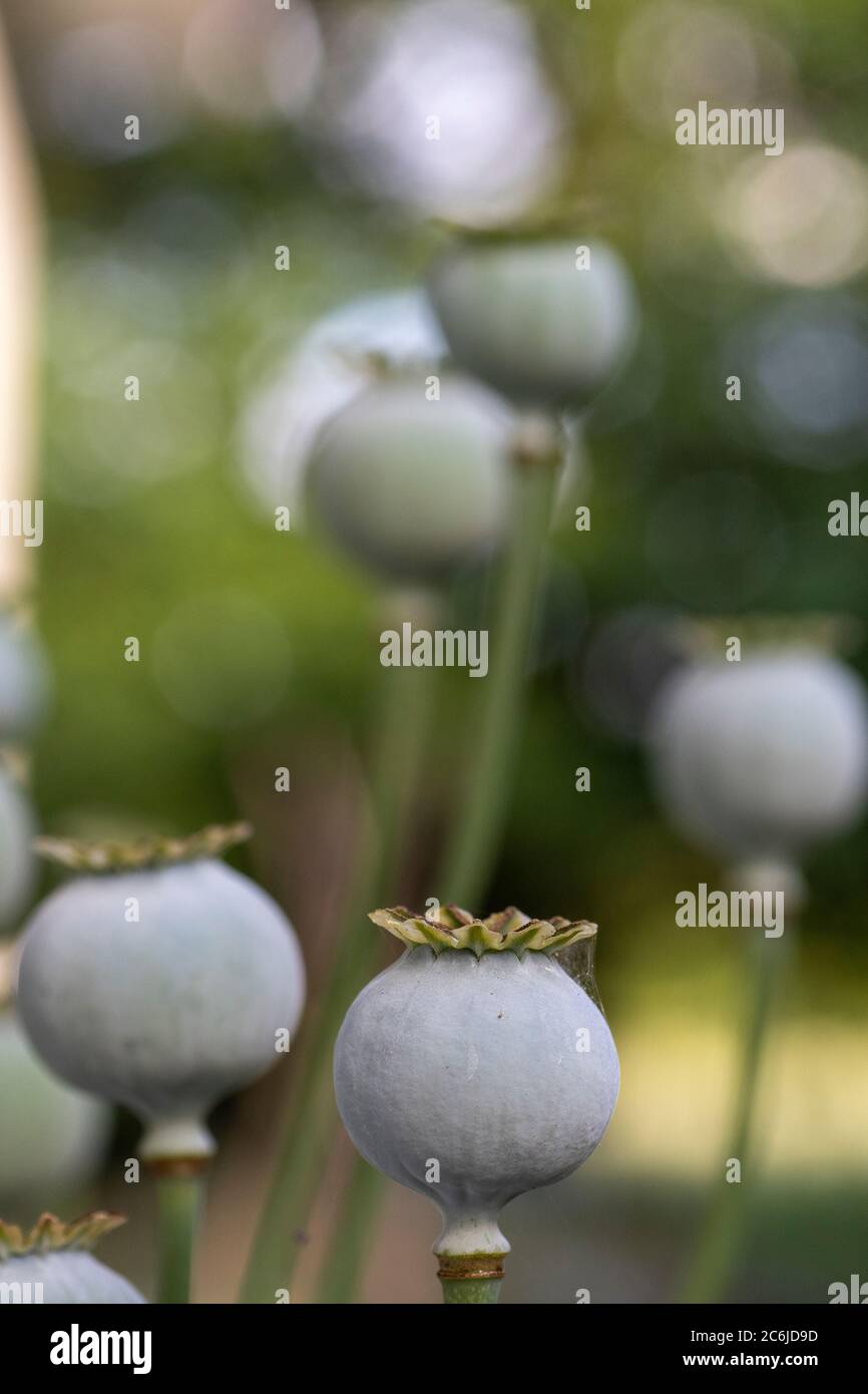 Dried poppy seed heads (Papaver spp Stock Photo - Alamy