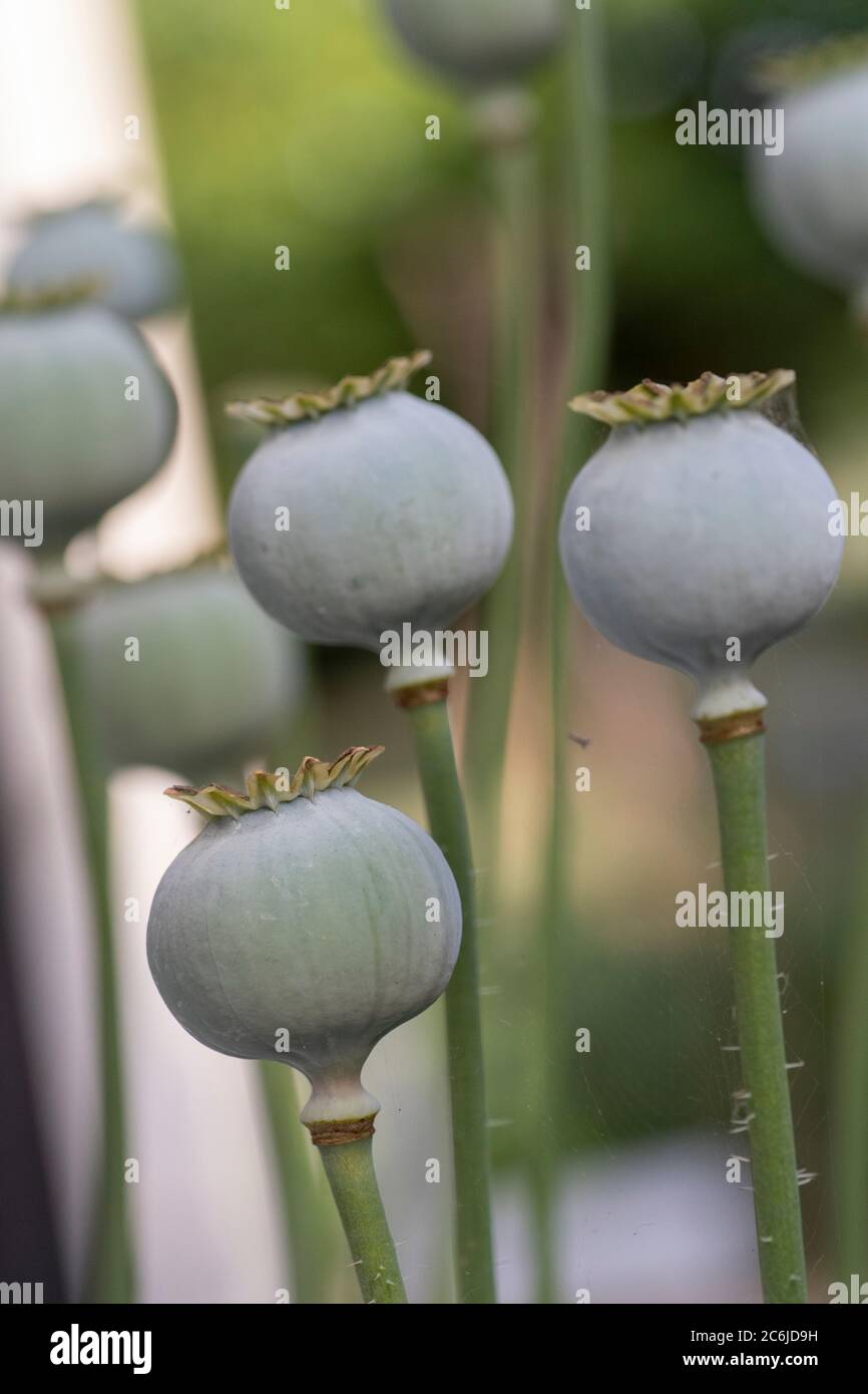 Dried poppy seed heads (Papaver spp Stock Photo - Alamy