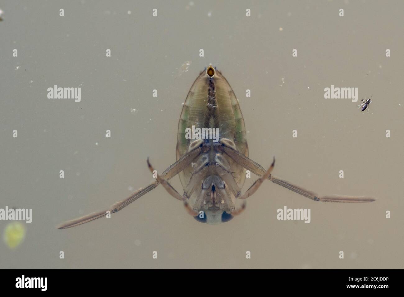 Common Backswimmer (Notonecta glauca Stock Photo - Alamy