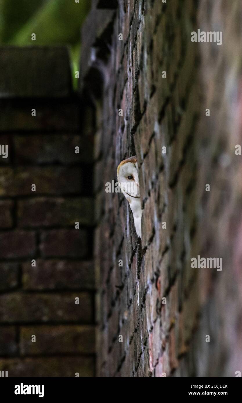 Barn Owl with heart-shaped face, buff back and wings and pure white ...