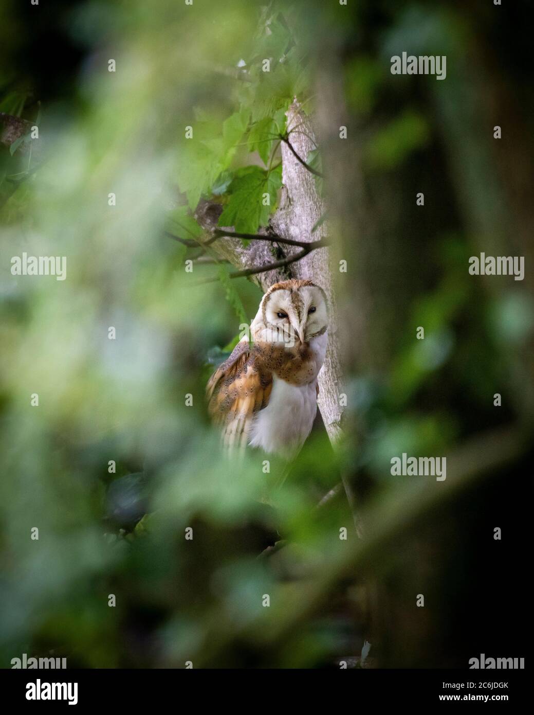 Barn Owl with heart-shaped face, buff back and wings and pure white ...