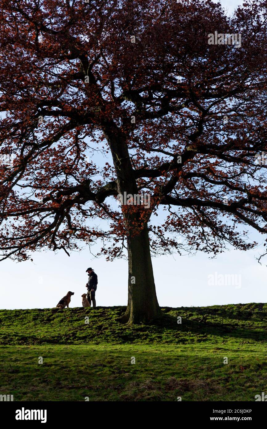 Man and dog under a tree hi-res stock photography and images - Alamy