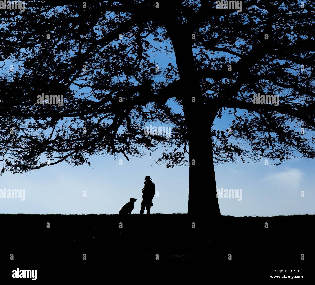 A man and his dog stand under a large oak tree Stock Photo - Alamy