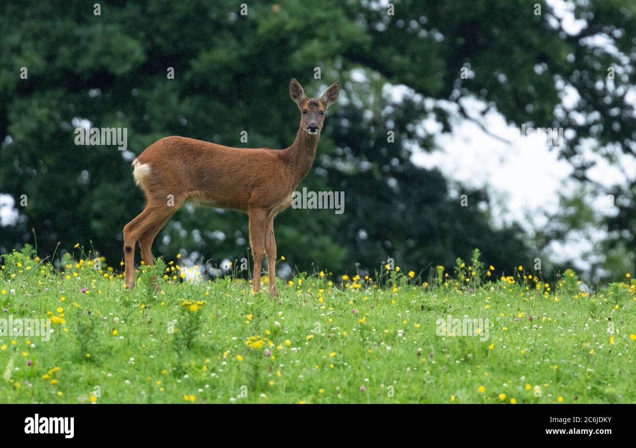Female roe deer hi-res stock photography and images - Alamy