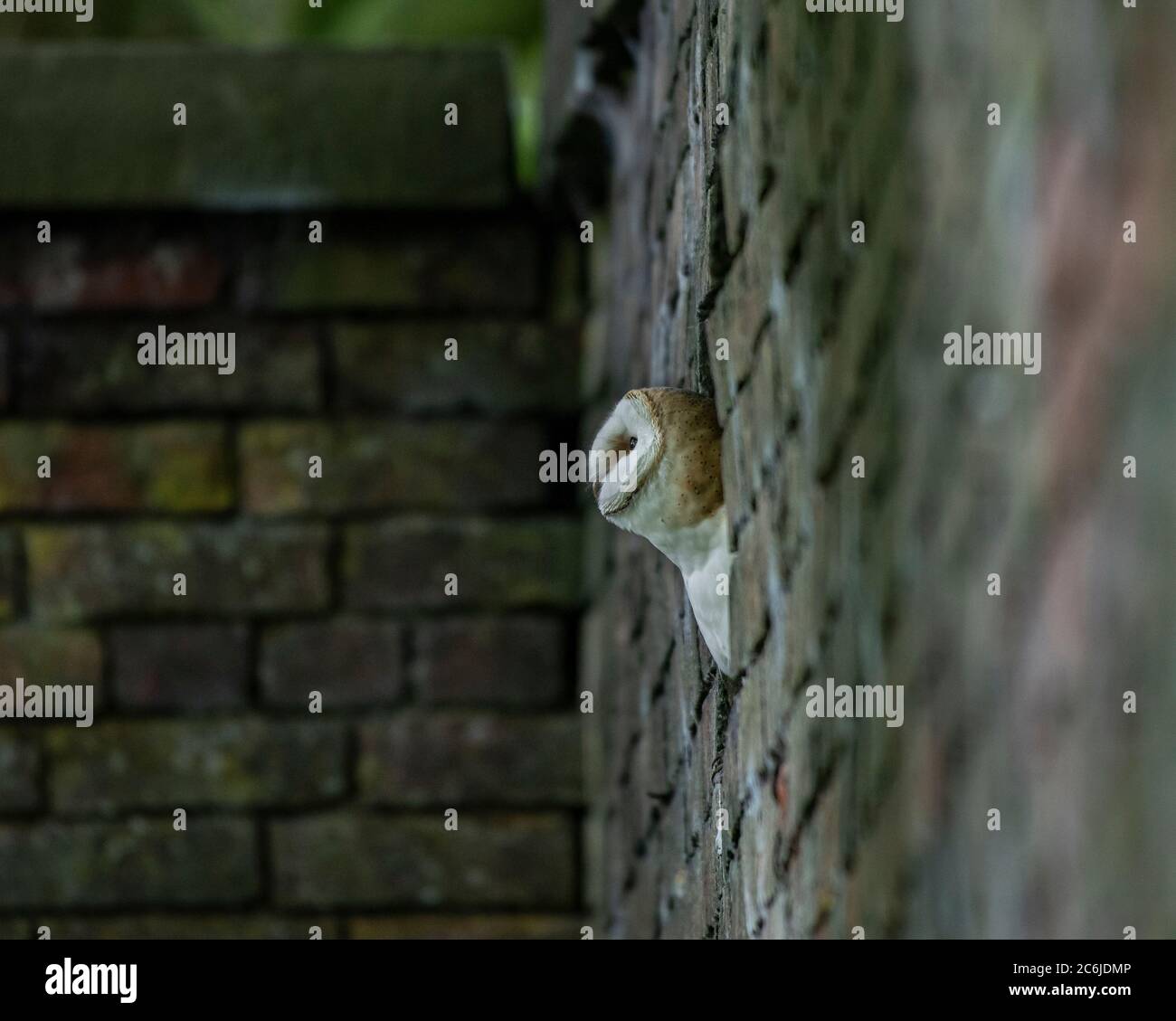 Barn Owl with heart-shaped face, buff back and wings and pure white ...
