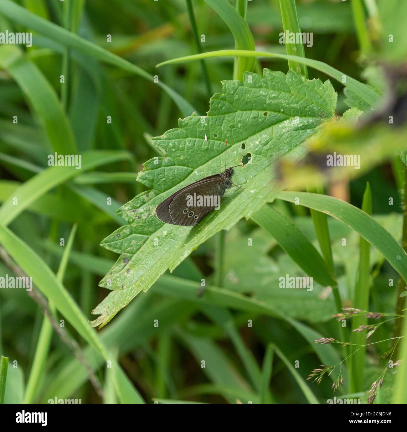 Nettles butterfly hi-res stock photography and images - Alamy
