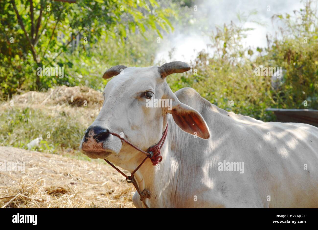 white Brahman cattle in farm Stock Photo - Alamy
