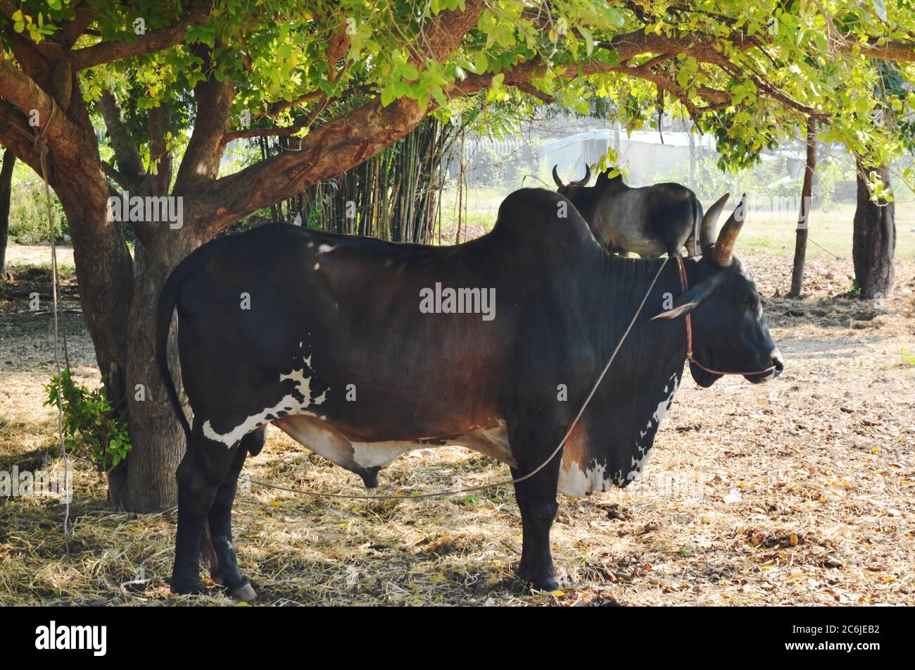black male Brahman cattle standing under tree in farm Stock Photo - Alamy