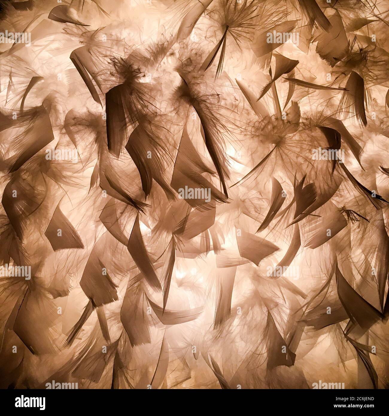 Feathers in a backlight, France Stock Photo - Alamy