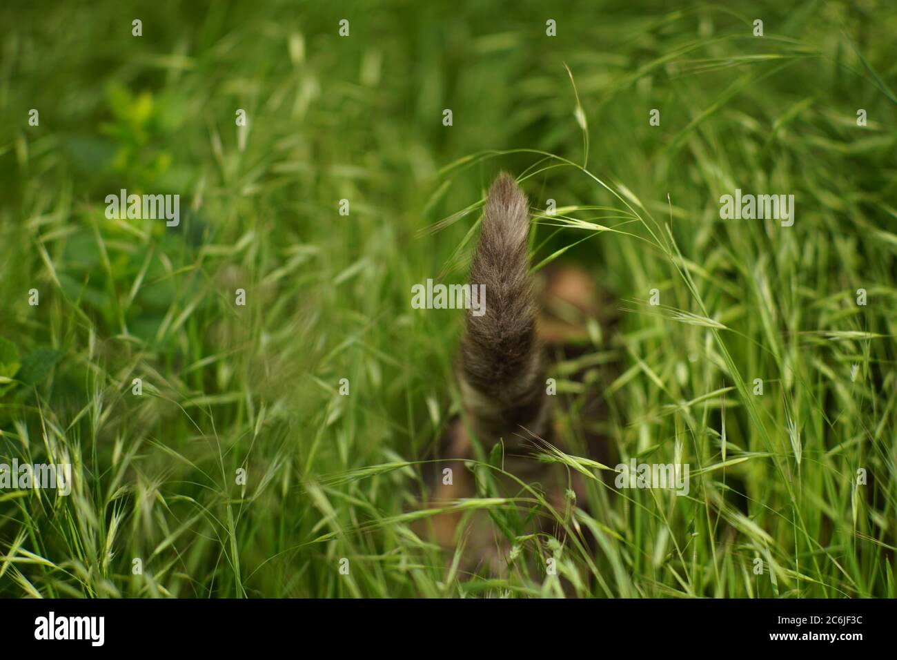 tail of an ash cat in the green grass Stock Photo - Alamy