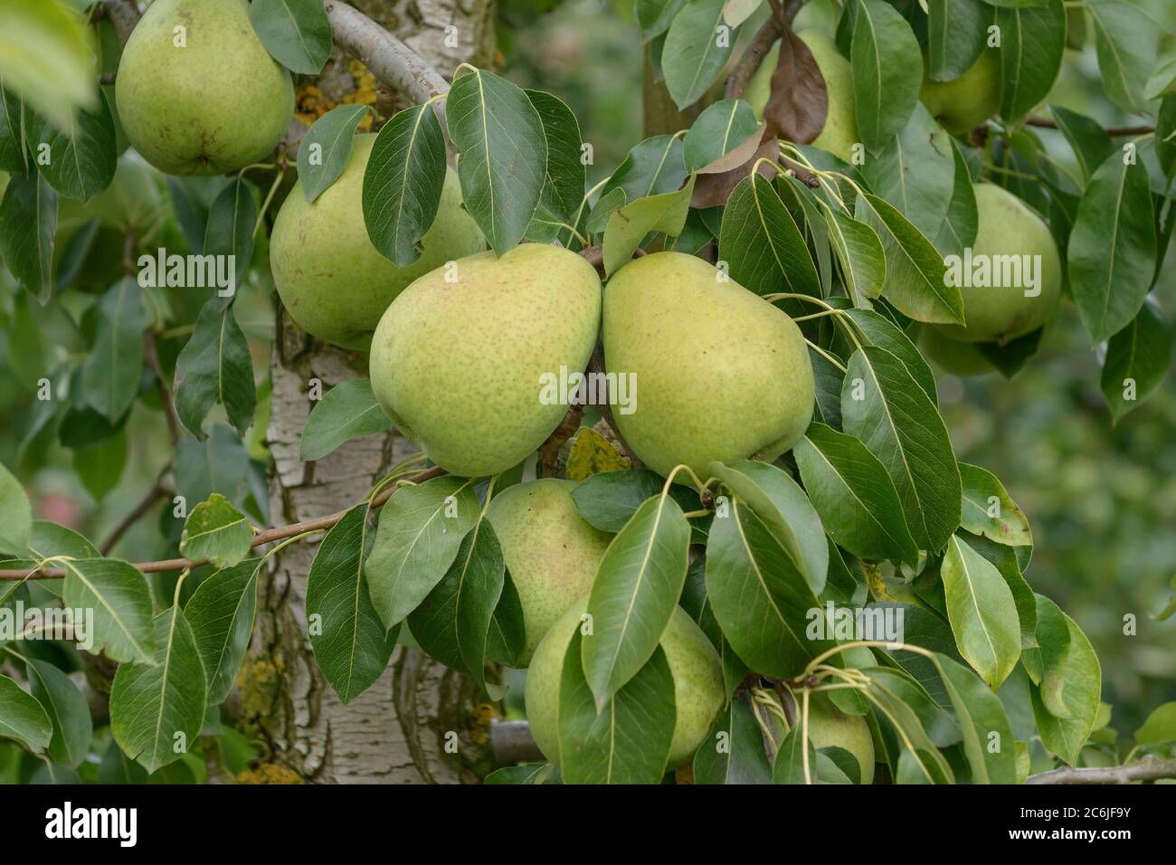 Beurre alexandre lucas hi-res stock photography and images - Alamy