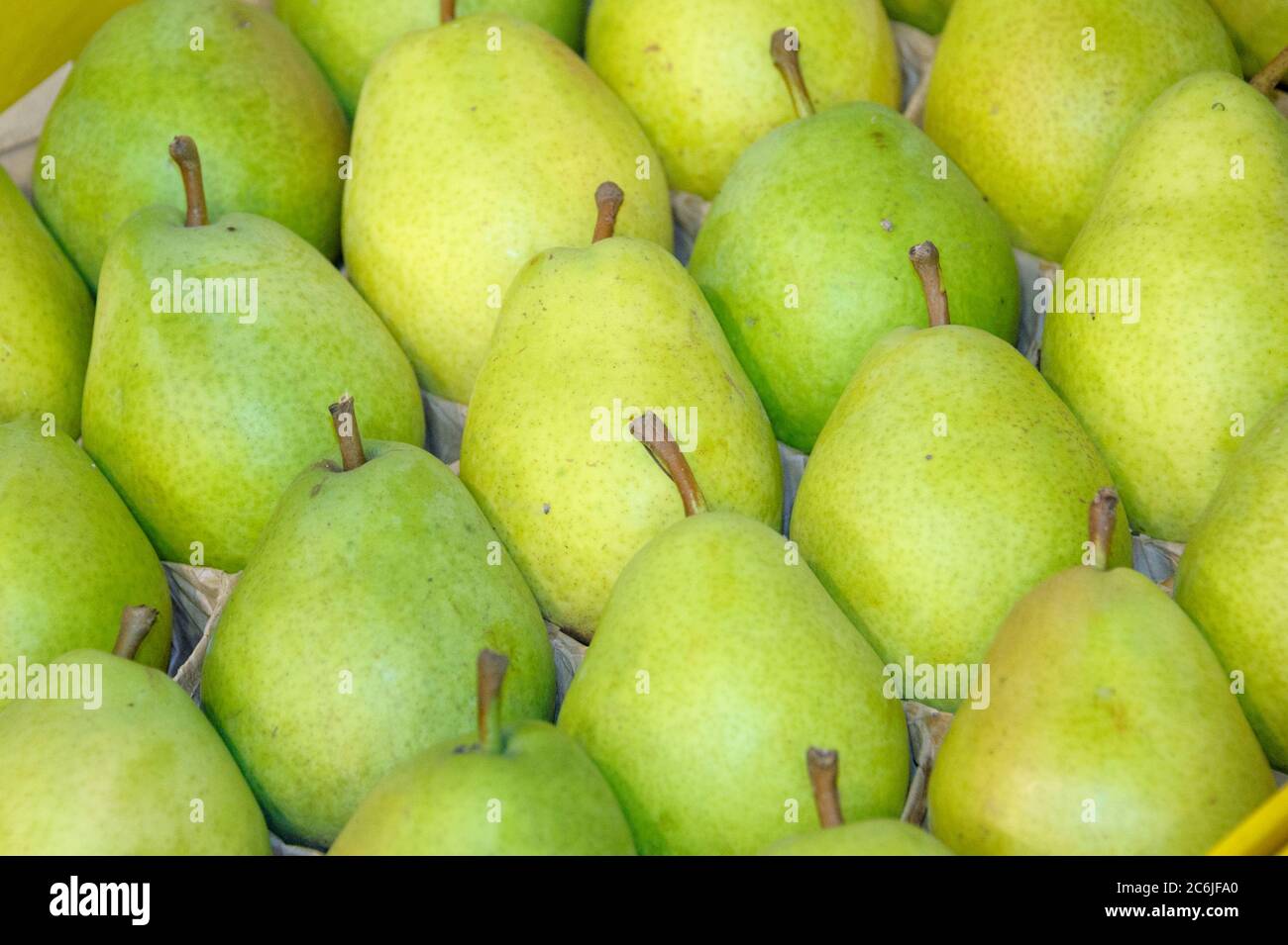 Birne Pyrus communis ALEXANDER LUCAS, Pear Pyrus communis ALEXANDER ...